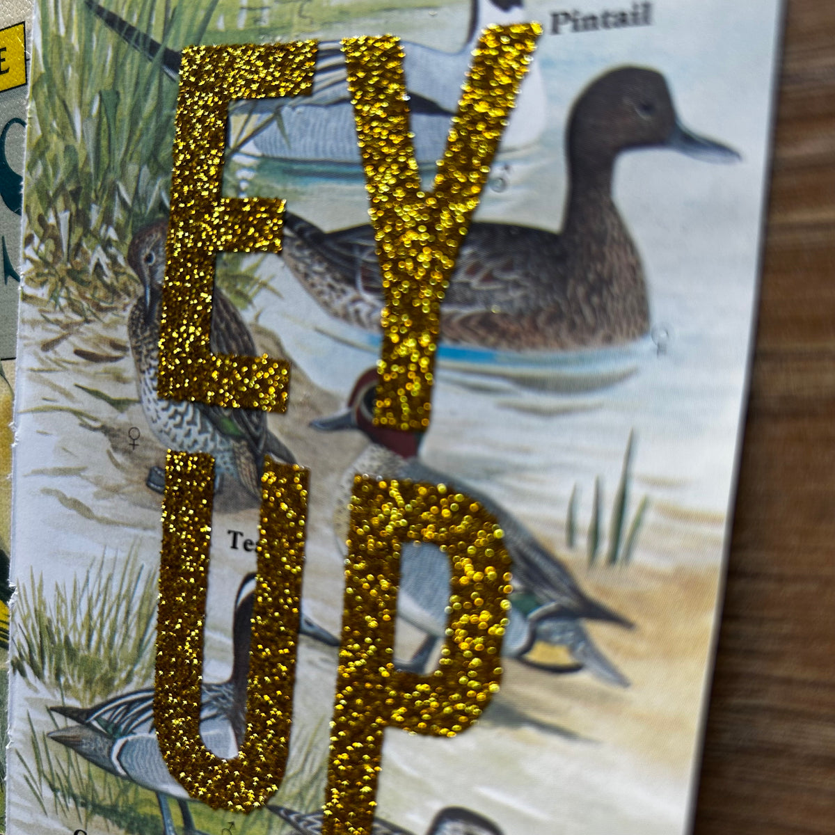 Ey Up Duck (pintail & garganey) – The 13 Prints
